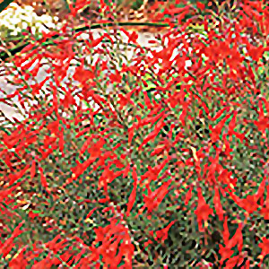 California fuchsia | UC Davis Arboretum and Public Garden