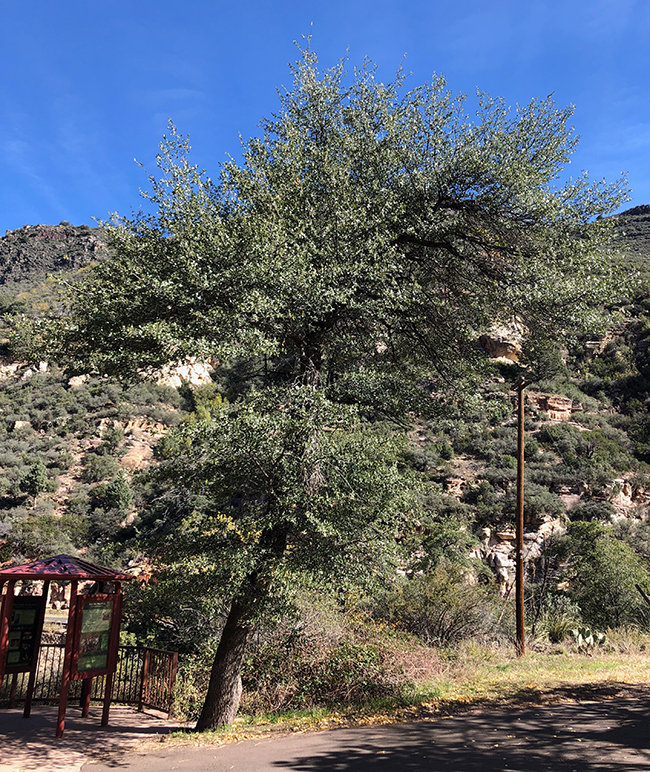 Emory Oak | Quercus emoryi | UC Davis Arboretum and Public Garden