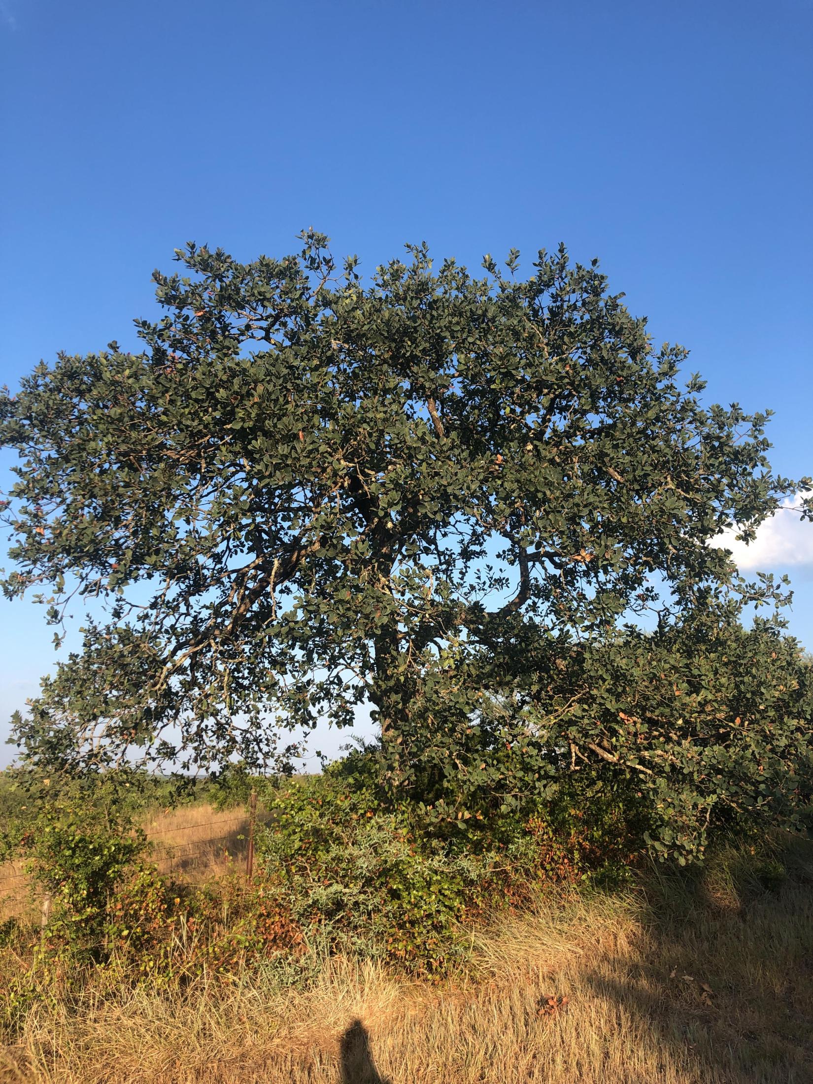 Lacey Oak | Quercus laceyi | UC Davis Arboretum and Public Garden
